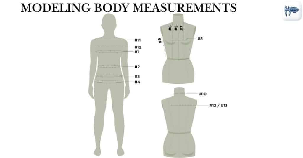 Modeling Body Measurements: Standards, Chart & Requirements